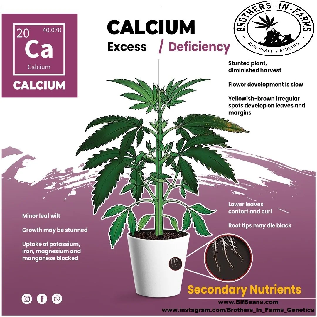 Cannabis Deficiencies and Excess Nutrients Charts — Brothers In Farms ...