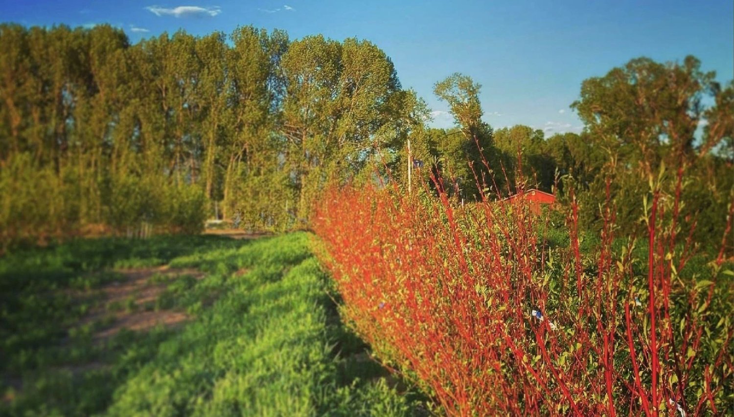 Buy Native Montana Shrubs - Shields River Farm & Nursery