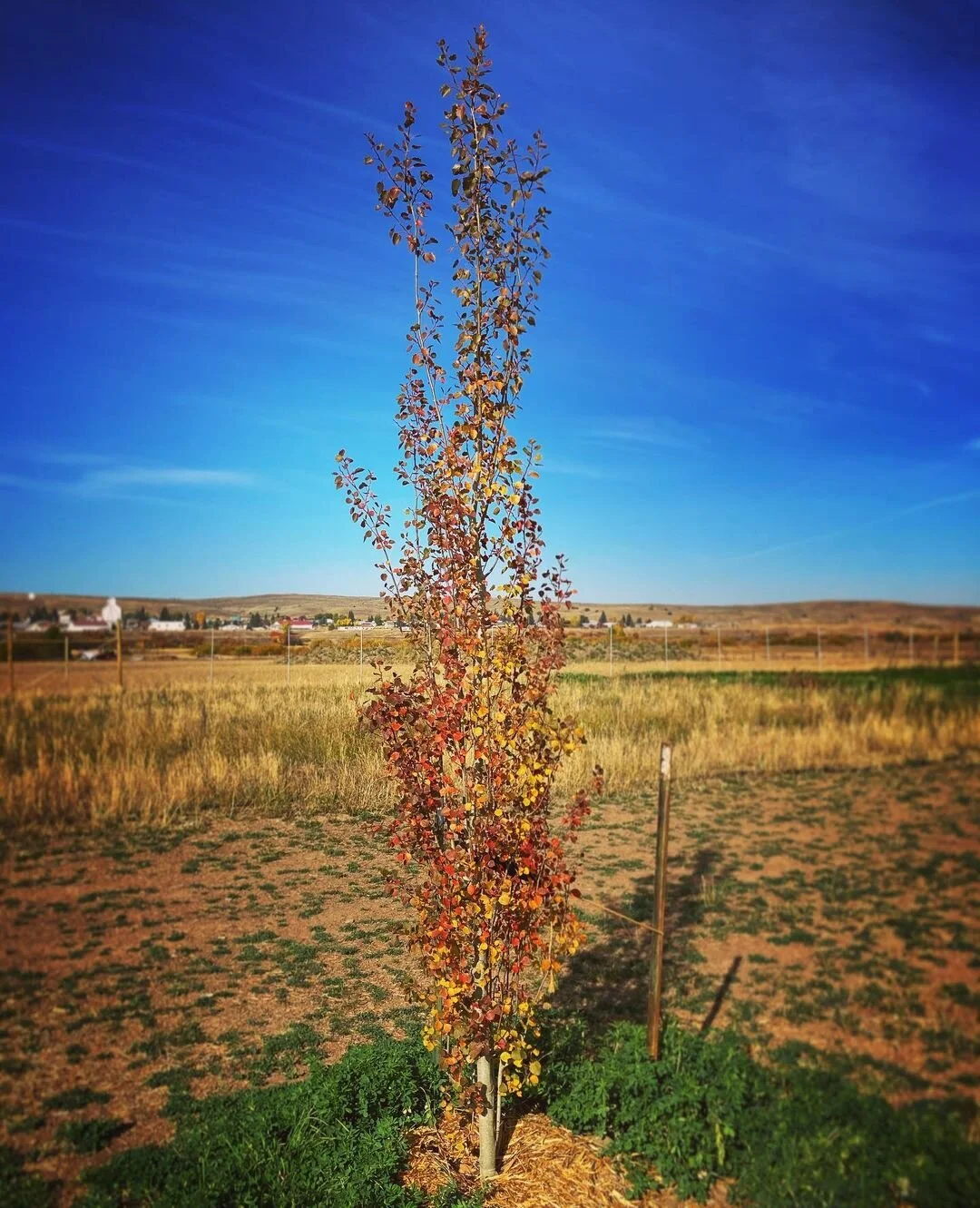 25% off all Aspen trees during October! - Shields River Farm and Nursery