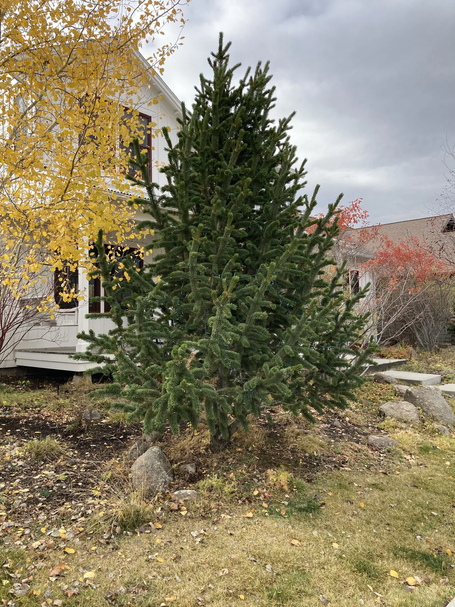 Shop Coniferous Trees - Shields River Farm & Nursery
