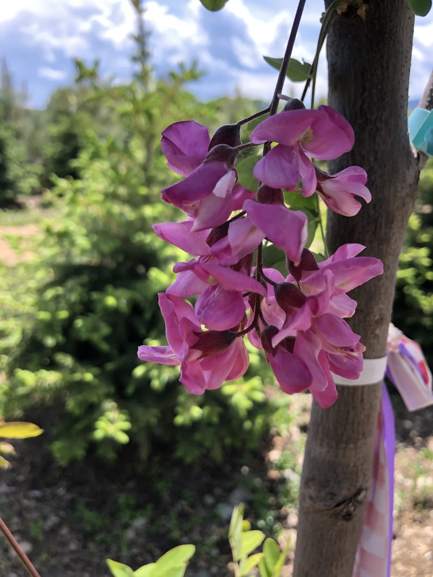 Shop Deciduous Trees - Shields River Farm & Nursery