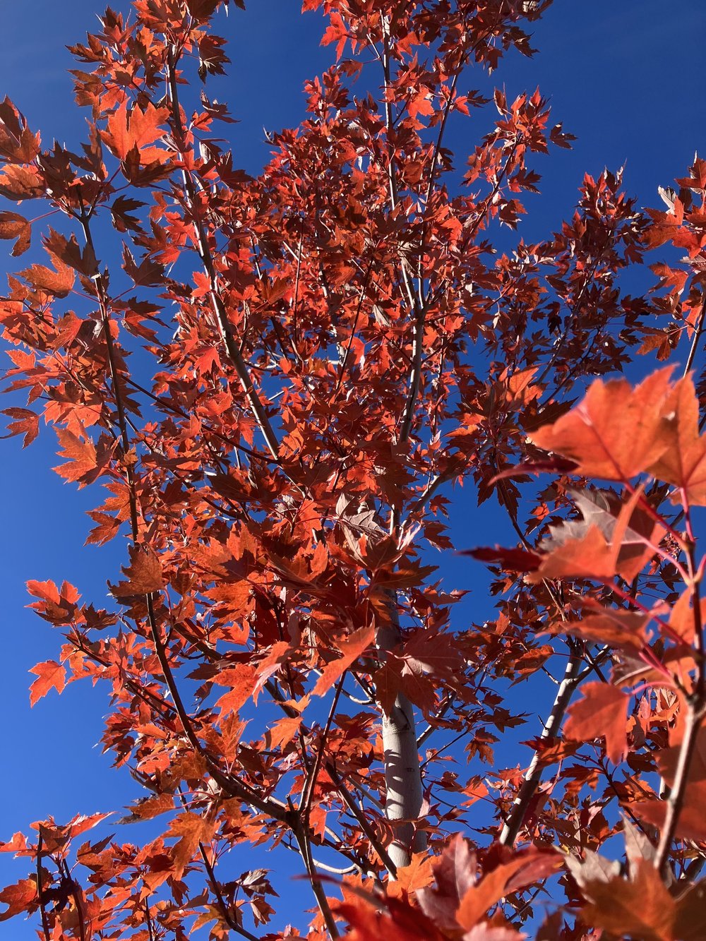 Shop Deciduous Trees - Shields River Farm & Nursery