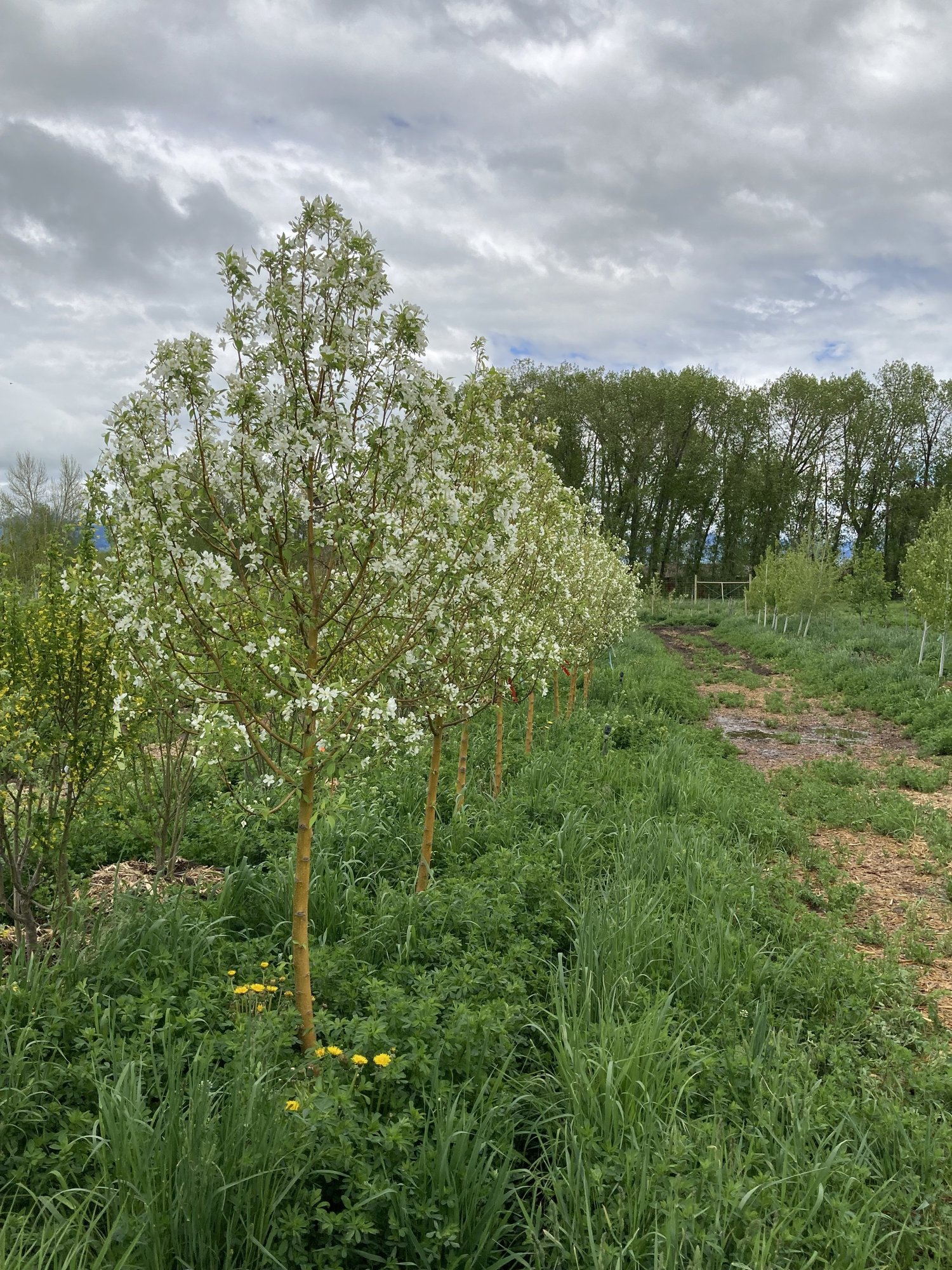 Shop Deciduous Trees - Shields River Farm & Nursery