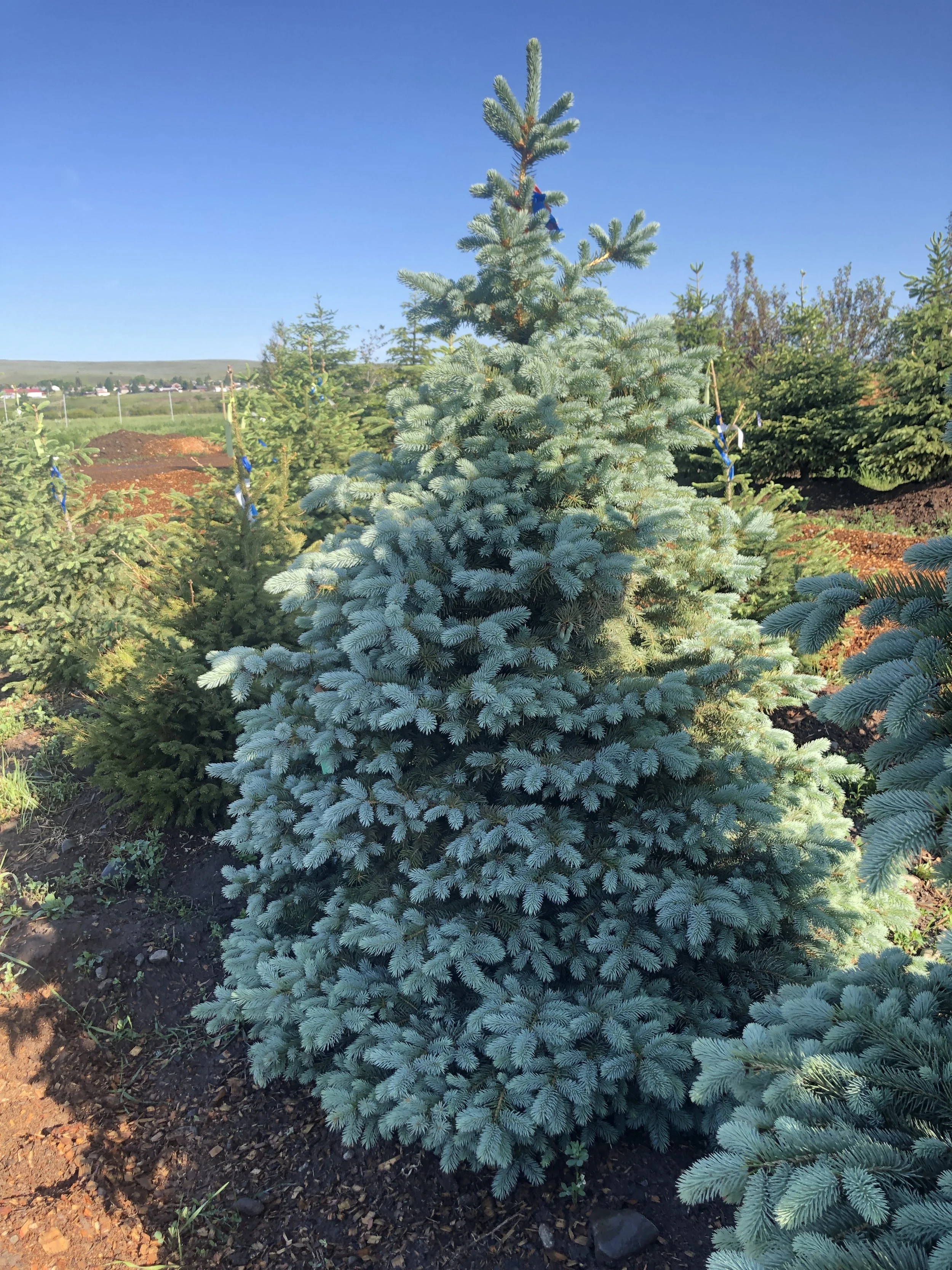 Shop Coniferous Trees - Shields River Farm & Nursery