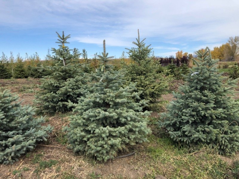 Shields River Farm & Nursery - Montana Tree Farm & Nursery