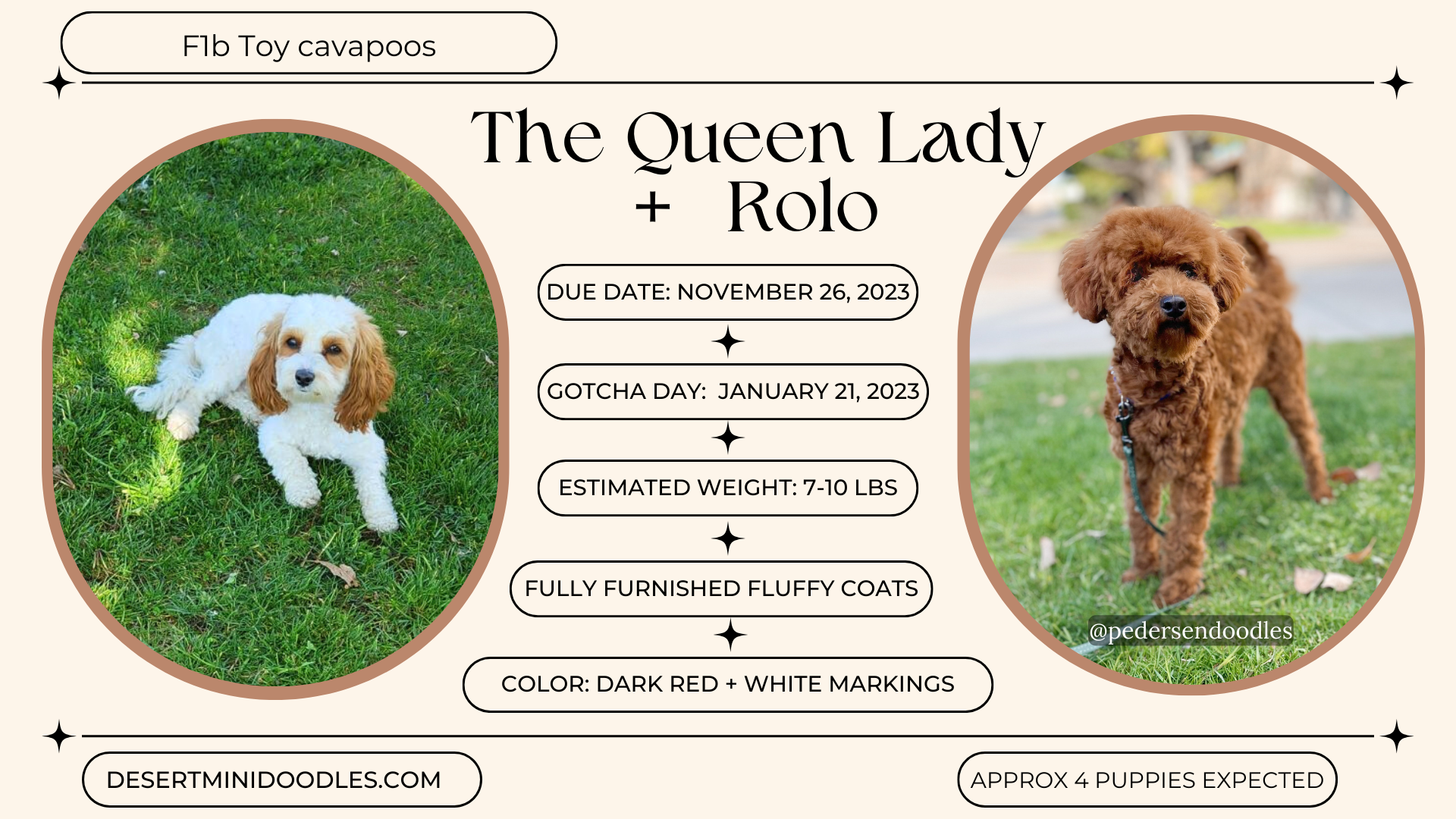 UPCOMING LITTERS — desertminidoodles