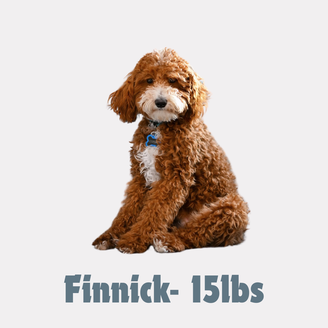 UPCOMING LITTERS — desertminidoodles