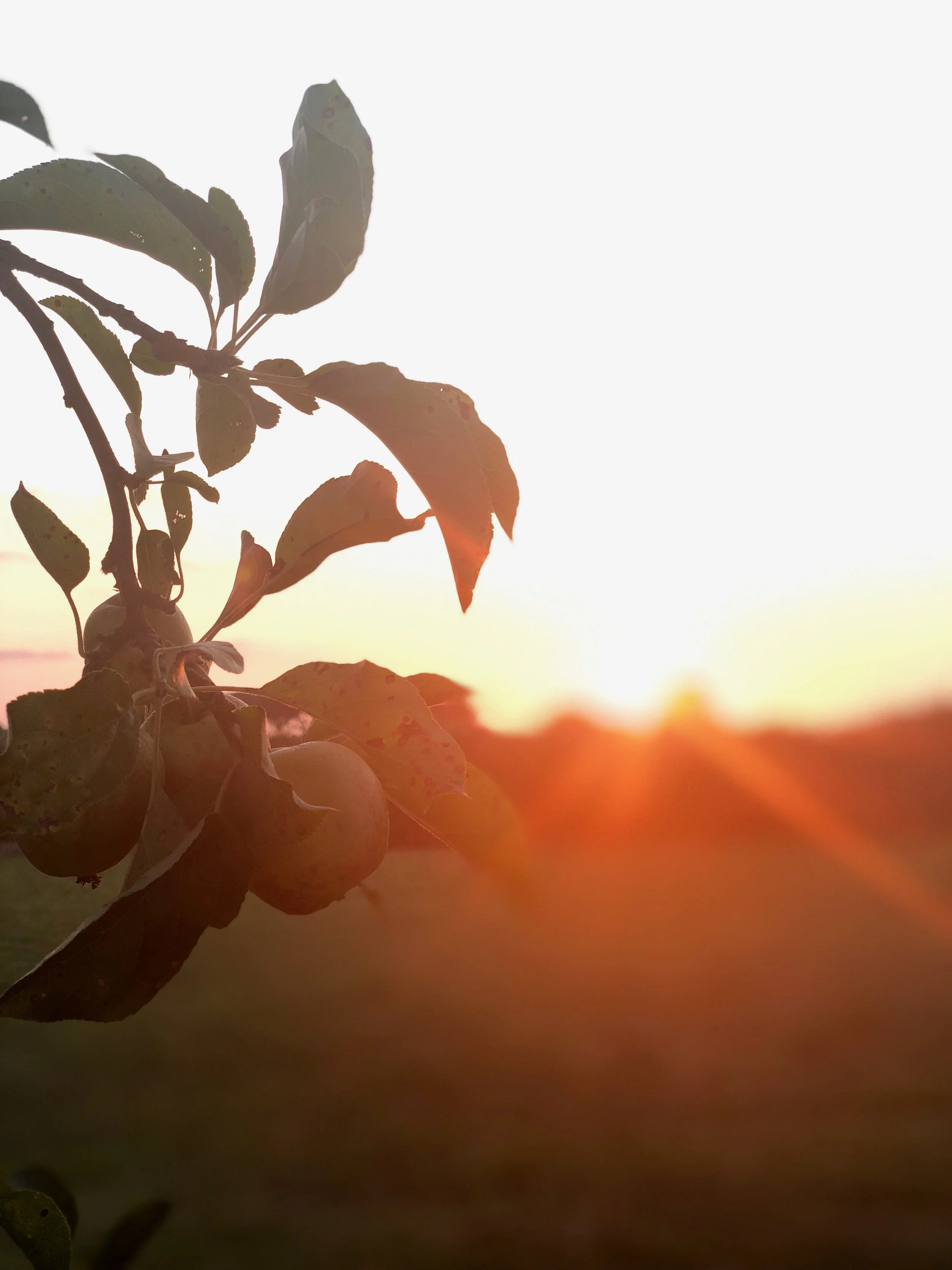 Services 1 — Kylee Snyder