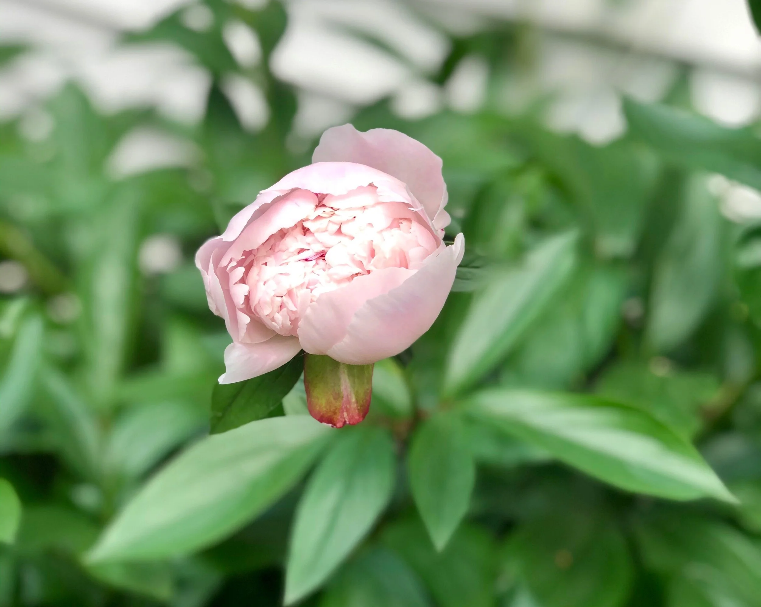 Services 1 — Kylee Snyder