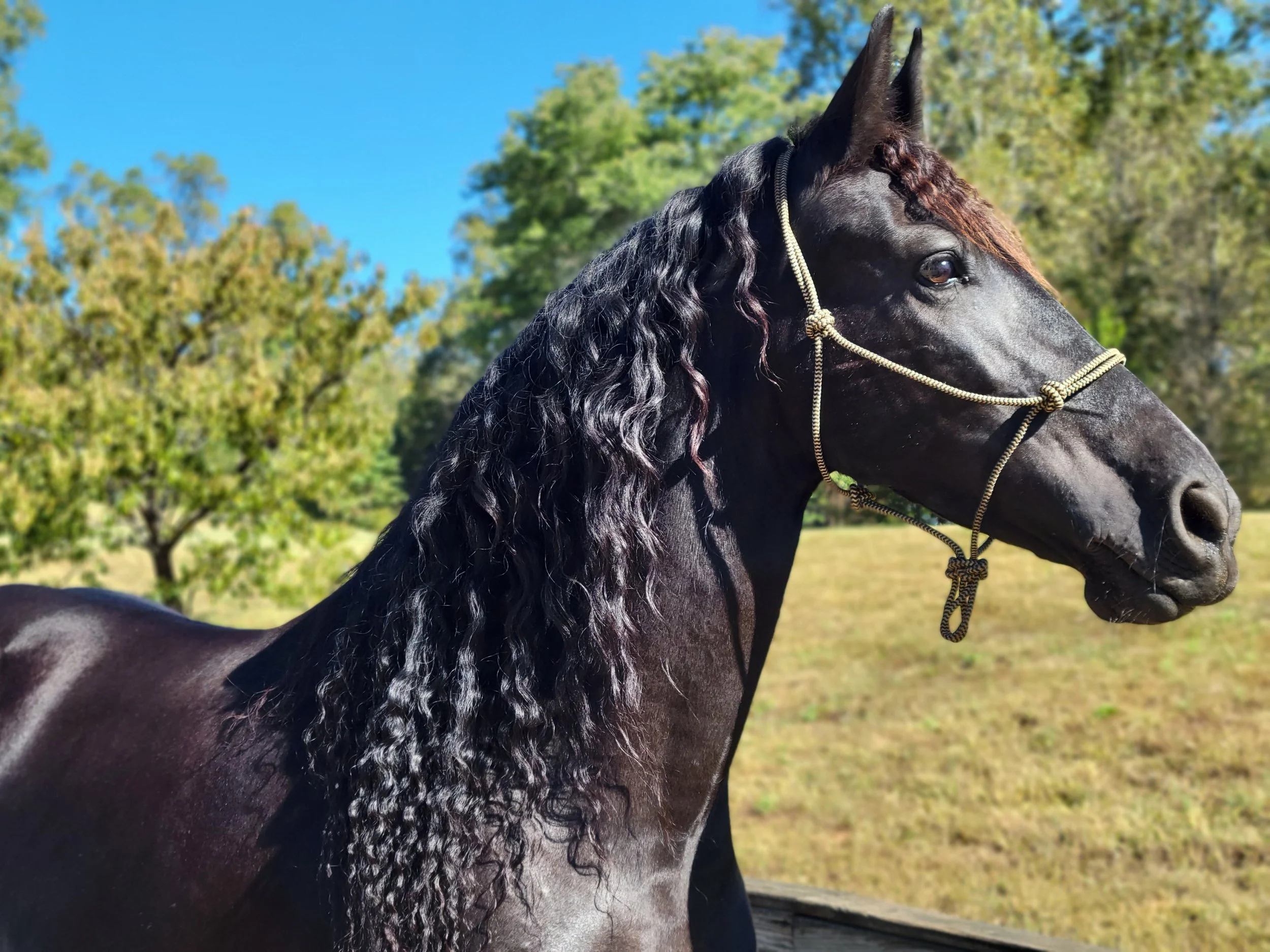 The Link Farms BLACK GOLD Friesians — The Link Farms BLACK GOLD