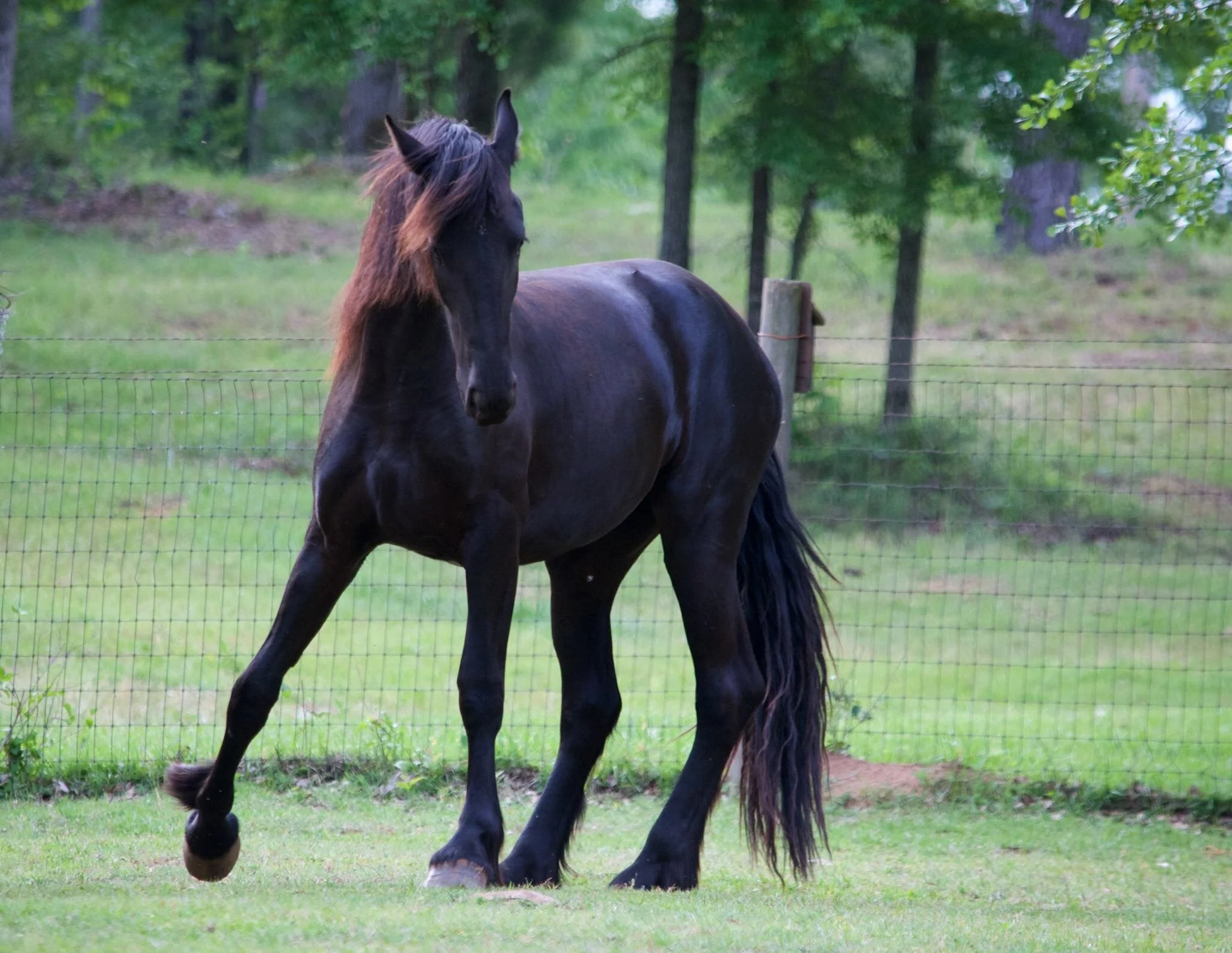 The Link Farms BLACK GOLD Friesians | Belgian Shepherds | Ayam Cemani