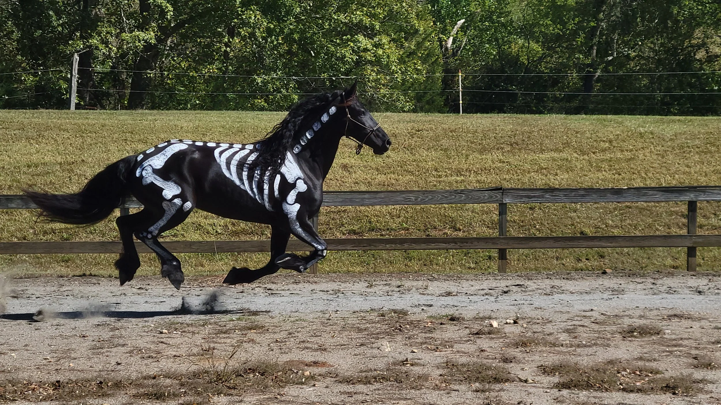The Link Farms BLACK GOLD Friesians — The Link Farms BLACK GOLD
