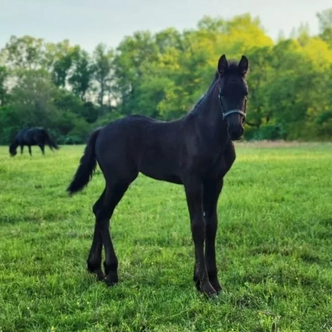 The Link Farms BLACK GOLD Registered Friesians for Sale — The Link ...