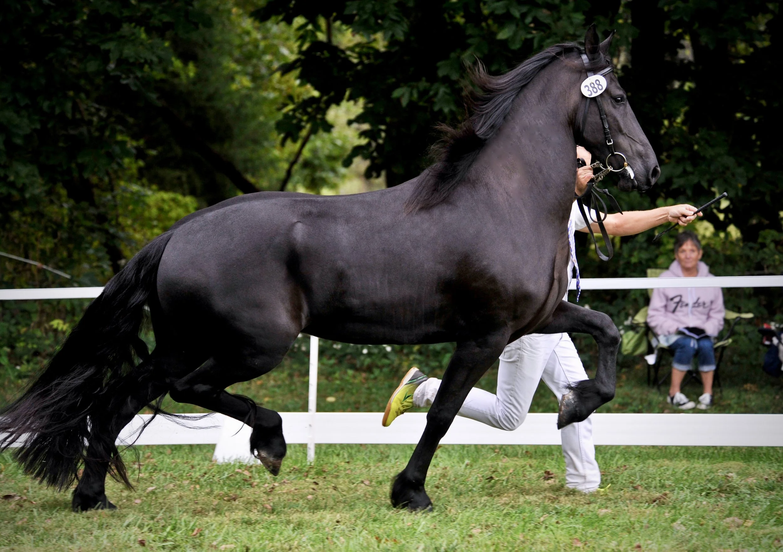 The Link Farms BLACK GOLD Registered Friesians for Sale — The Link ...
