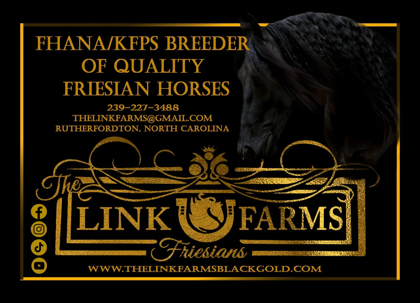 Purebred Friesian Horses for Sale in North Carolina | FHANA Registered ...