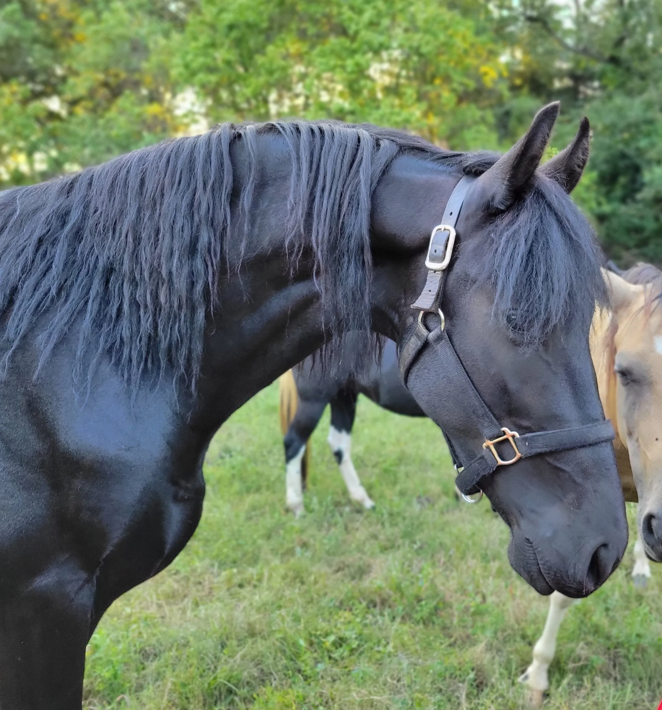 The Link Farms BLACK GOLD Registered Friesians for Sale — The Link ...