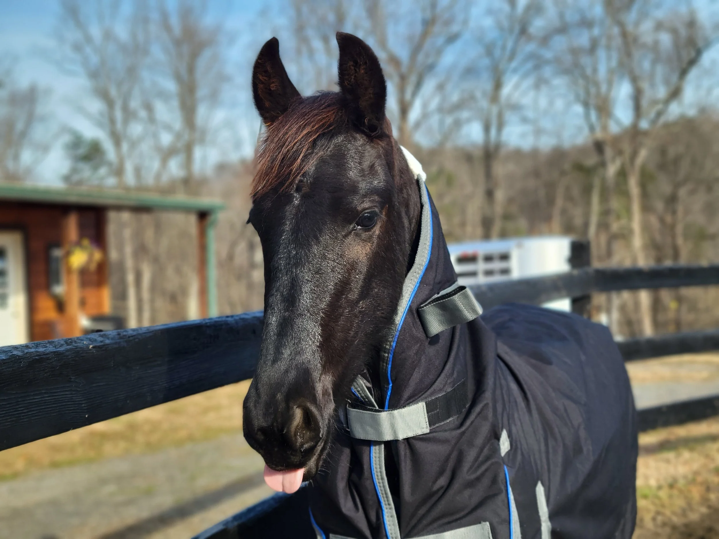 The Link Farms BLACK GOLD Friesians — The Link Farms BLACK GOLD
