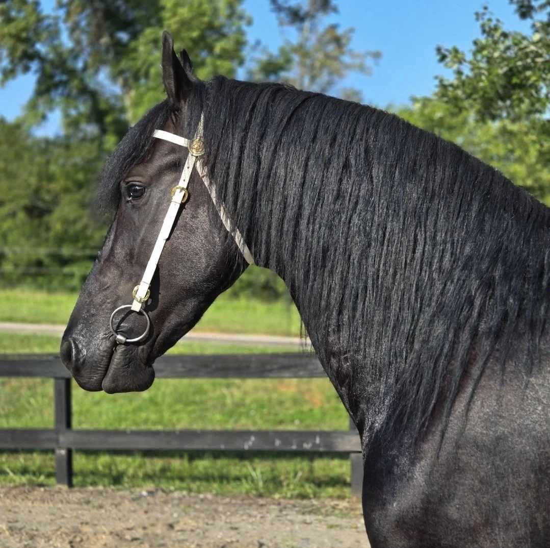 Purebred Friesian Horses for Sale in North Carolina | FHANA Registered ...
