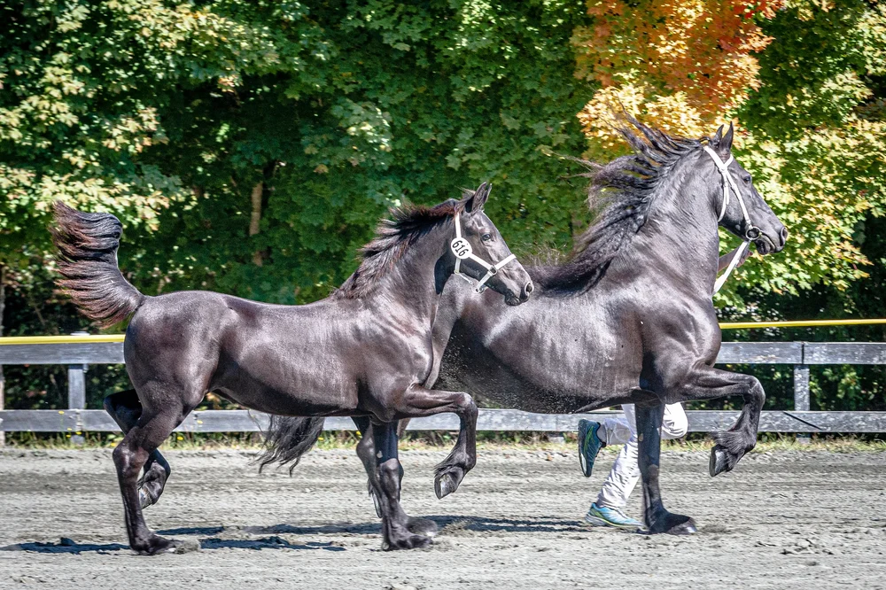 Purebred Friesian Horses for Sale in North Carolina | FHANA Registered ...