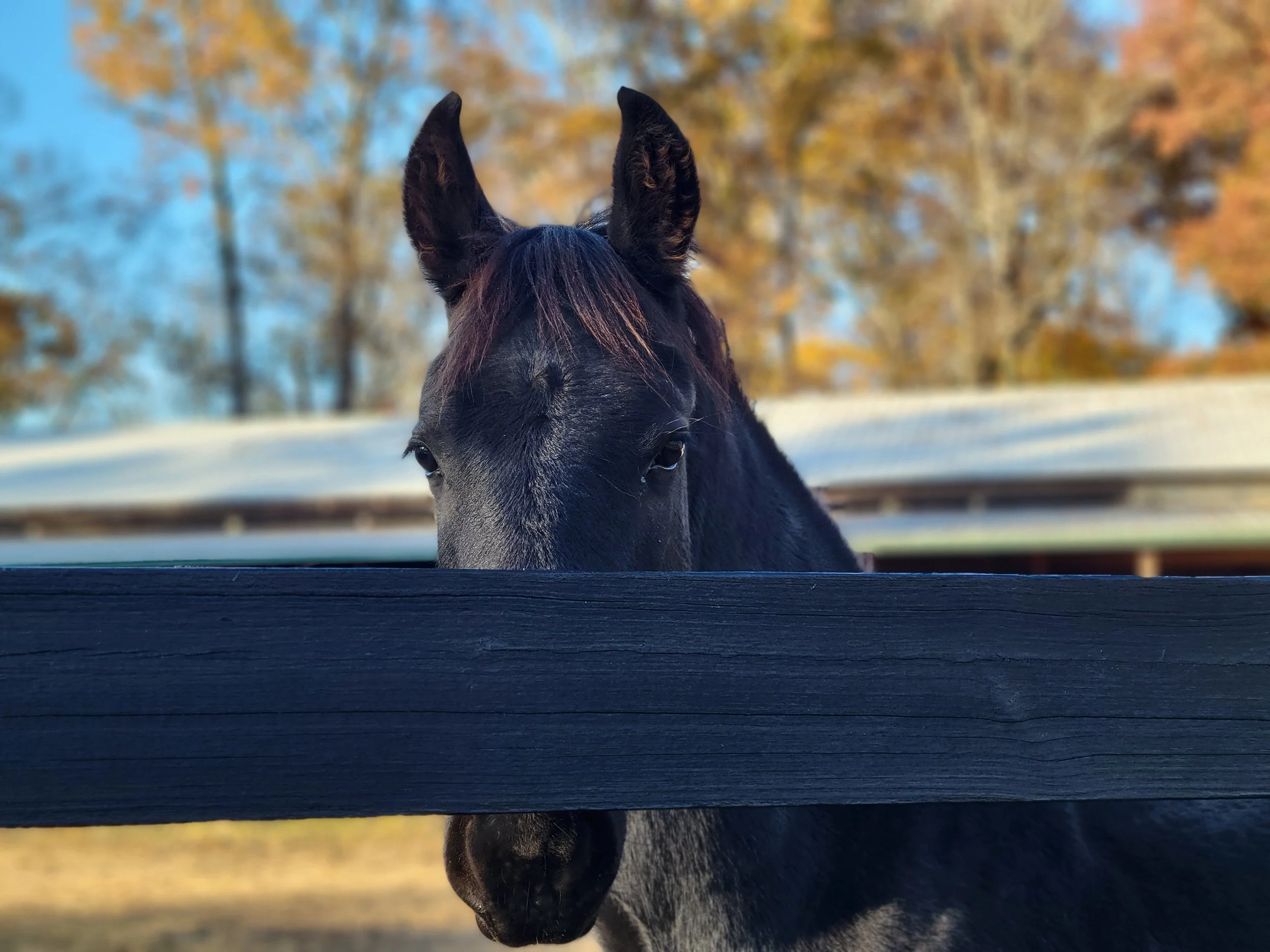 The Link Farms BLACK GOLD Friesians — The Link Farms BLACK GOLD