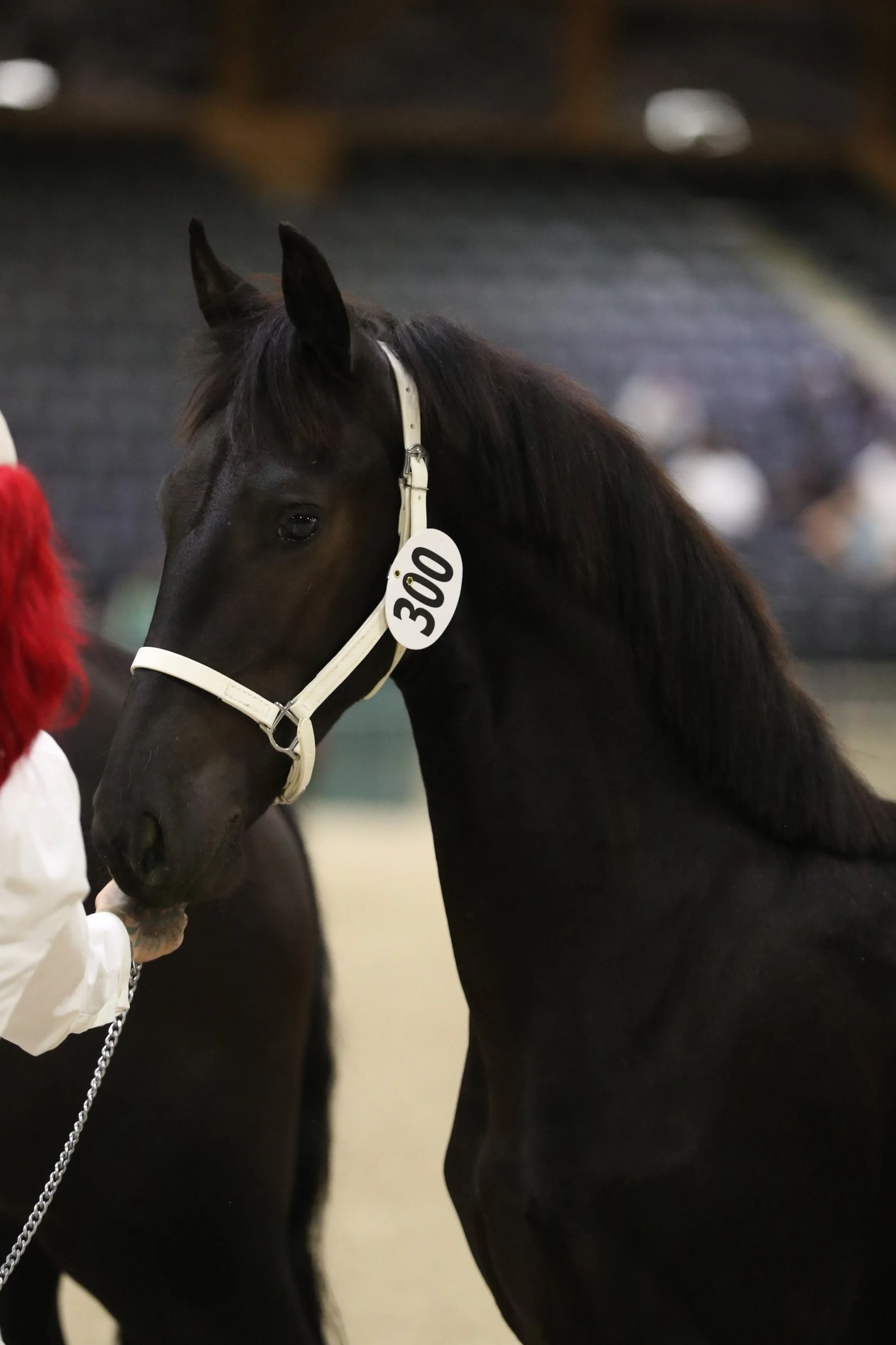 The Link Farms BLACK GOLD Registered Friesians for Sale — The Link ...