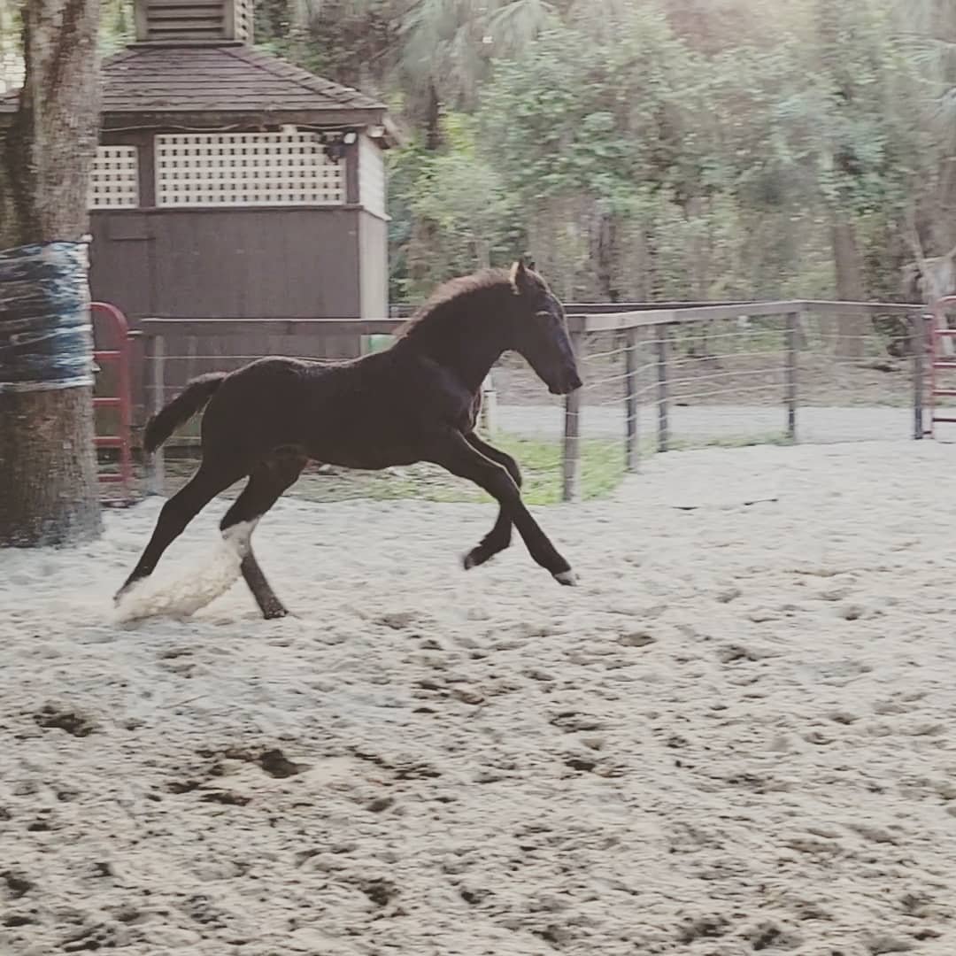 The Link Farms BLACK GOLD Friesians — The Link Farms BLACK GOLD