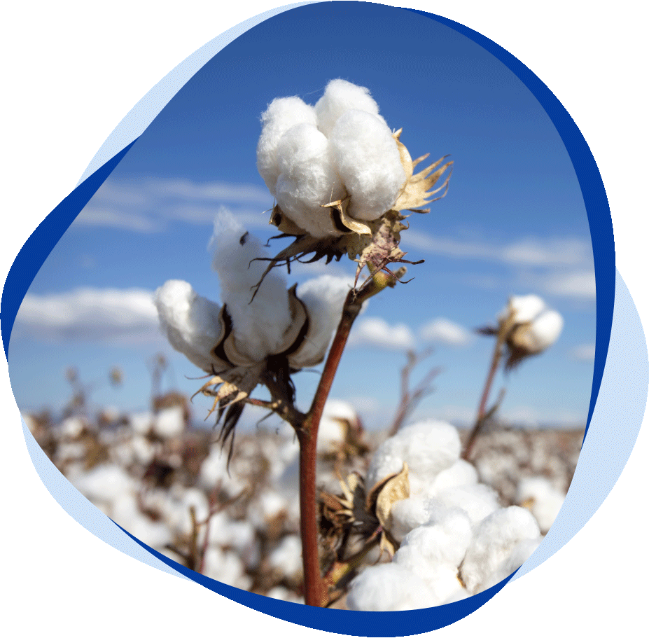 Sourcery | Global Sourcing Solution | Cotton | Direct-to-Grower™