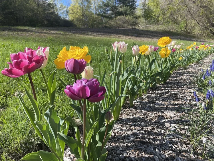 Organic Landscaping | Worcester County, MA | Reimagined Roots