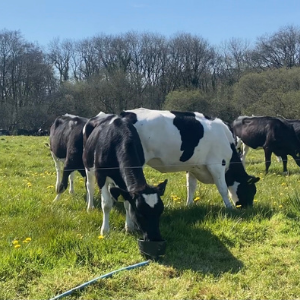Kiwitech Drag Trough - Mobile Water Trough — Progressive Farming Company