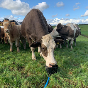 Kiwitech Drag Trough - Mobile Water Trough — Progressive Farming Company
