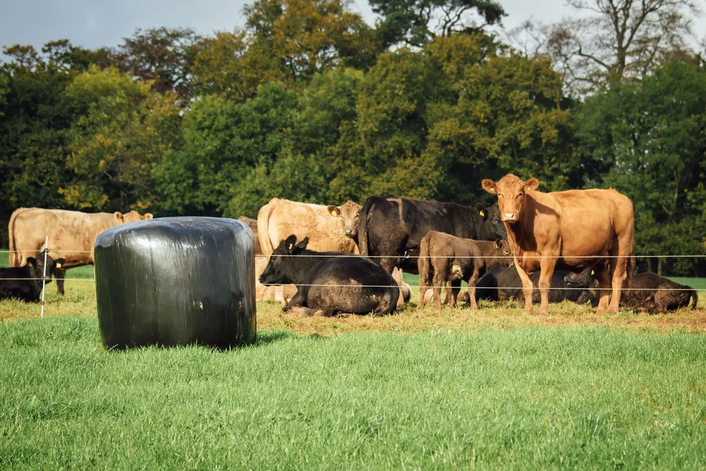 Expert Guide to Successful Bale Grazing This Winter | Progressive ...