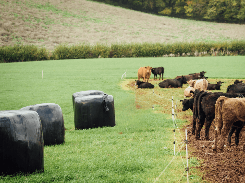 Expert Guide to Successful Bale Grazing This Winter | Progressive ...