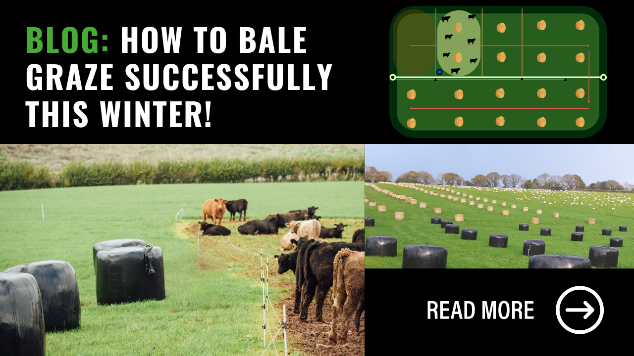 Bale Grazing Success with Tom Burge, Bale Unrollers and Outwintering ...