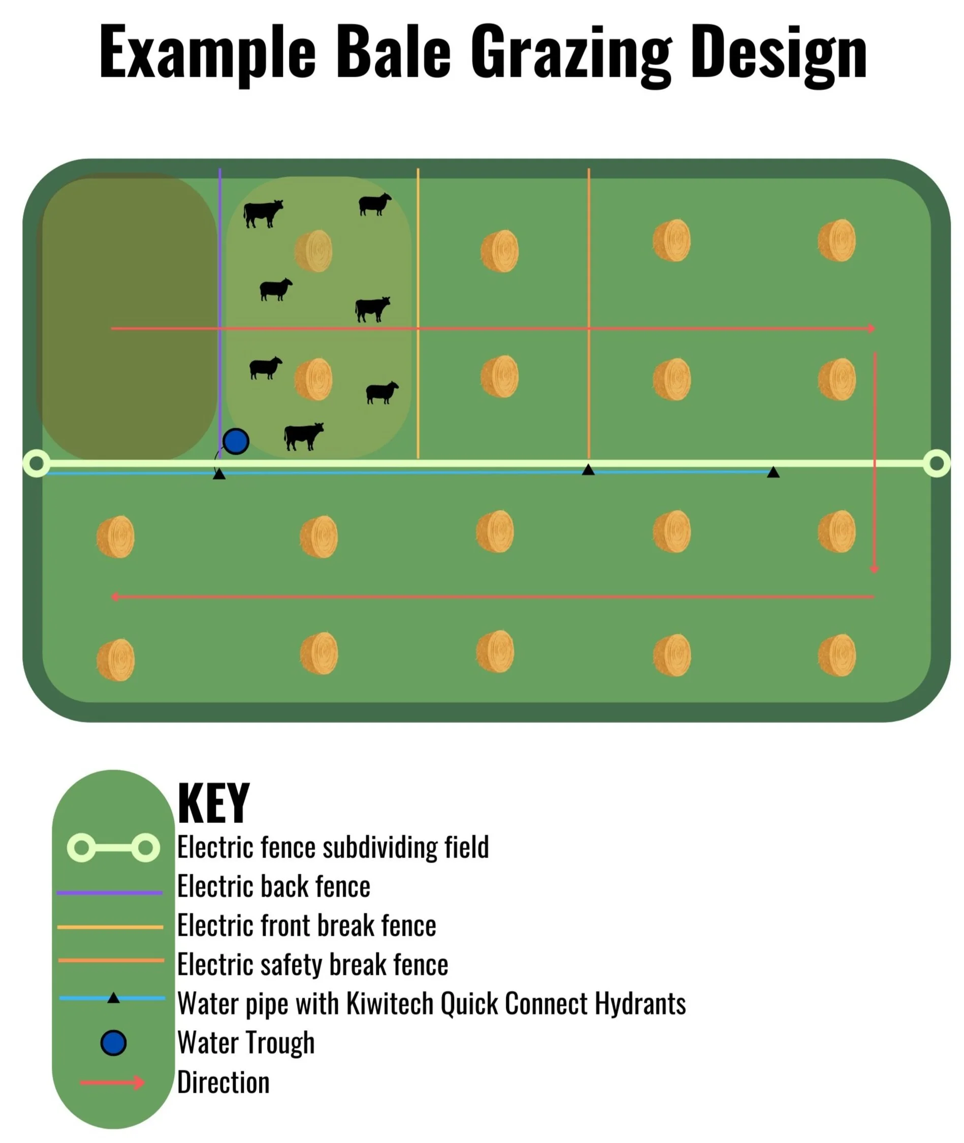 Expert Guide to Successful Bale Grazing This Winter | Progressive ...