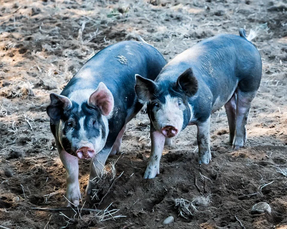 Berkshire Pigs — Winter Hill Farm