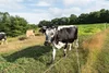 Randall Cows — Winter Hill Farm