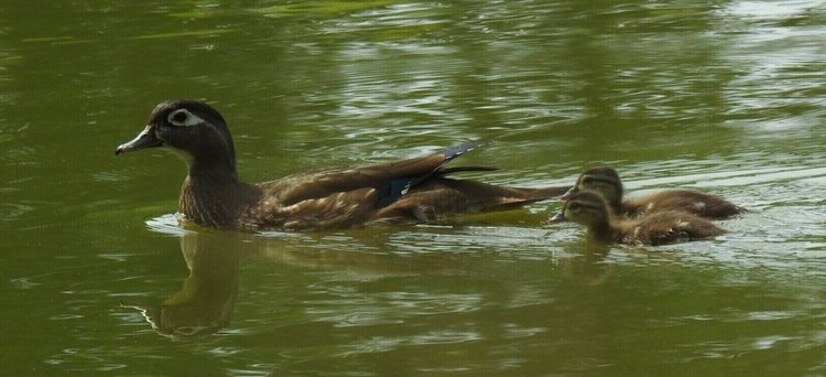 Volunteer to Count Breeding Birds for Bird Conservation Network - Lake ...