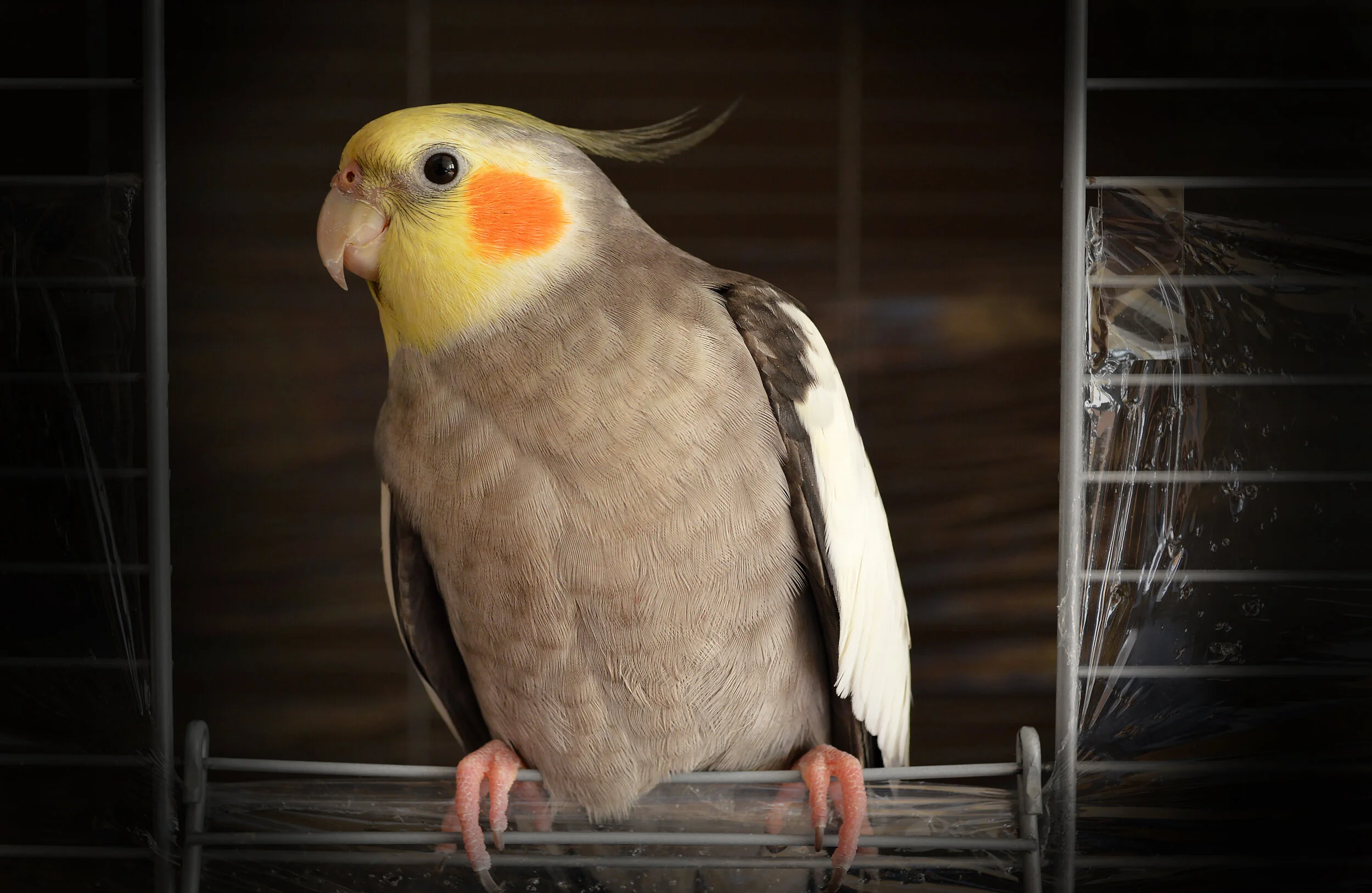 Choosing a Pet: Birds — Katy Area Veterinary Medical Group