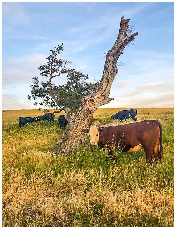Cattle — Hollister Ranch