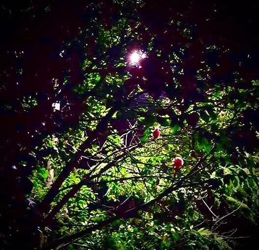 Episode 44: Dreams, Visions and Synchronicities with Matthew Wiley — 6 ...