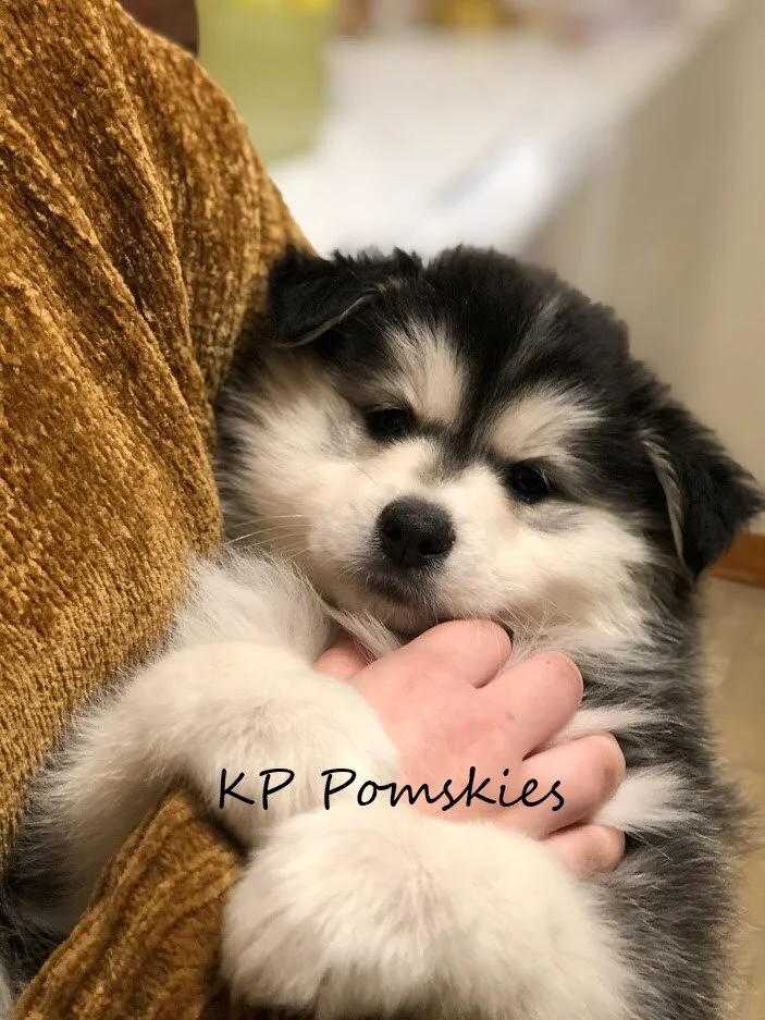 Pomsky | Pomsky breeder | KP Pomskies | United States