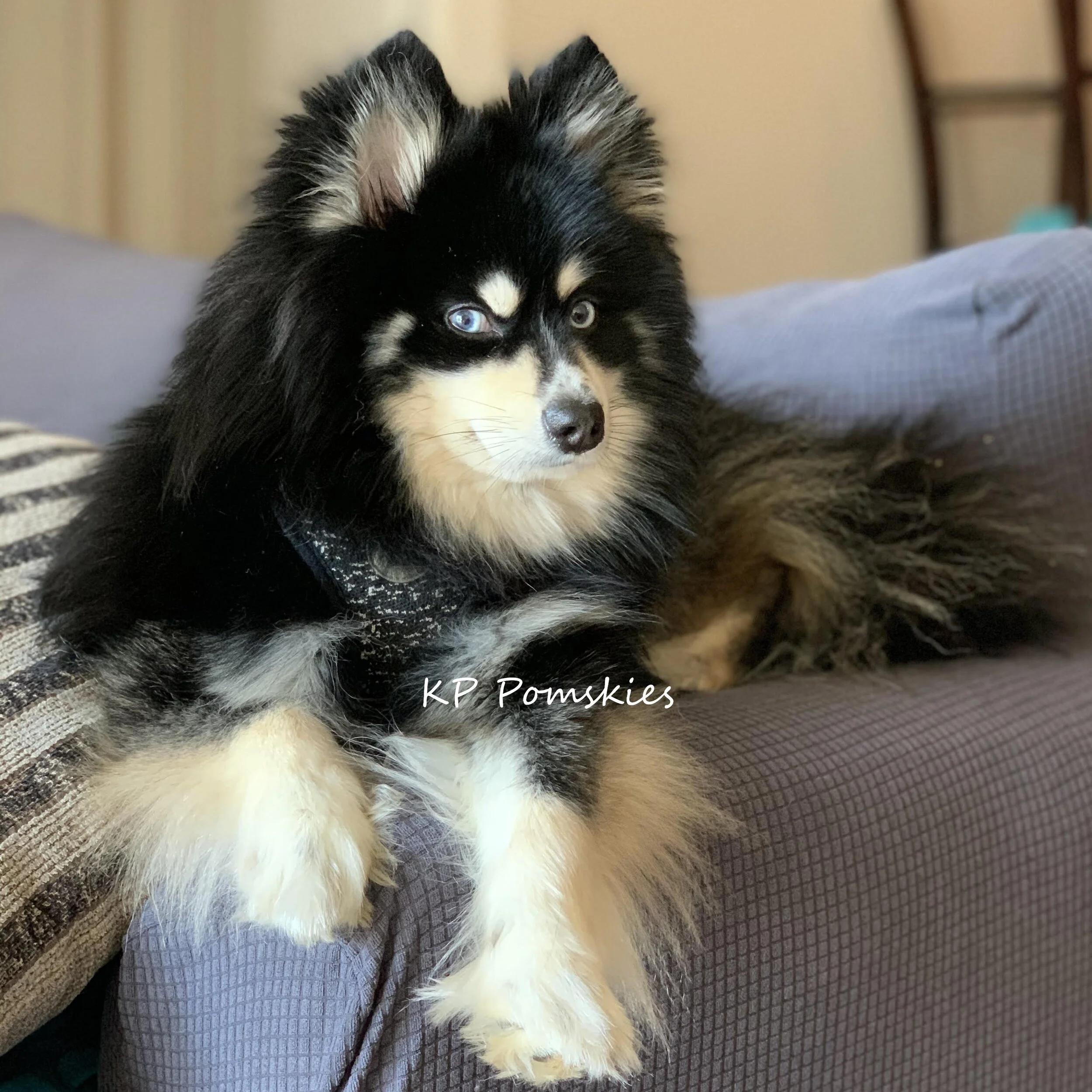 Pomsky | Pomsky breeder | KP Pomskies | United States