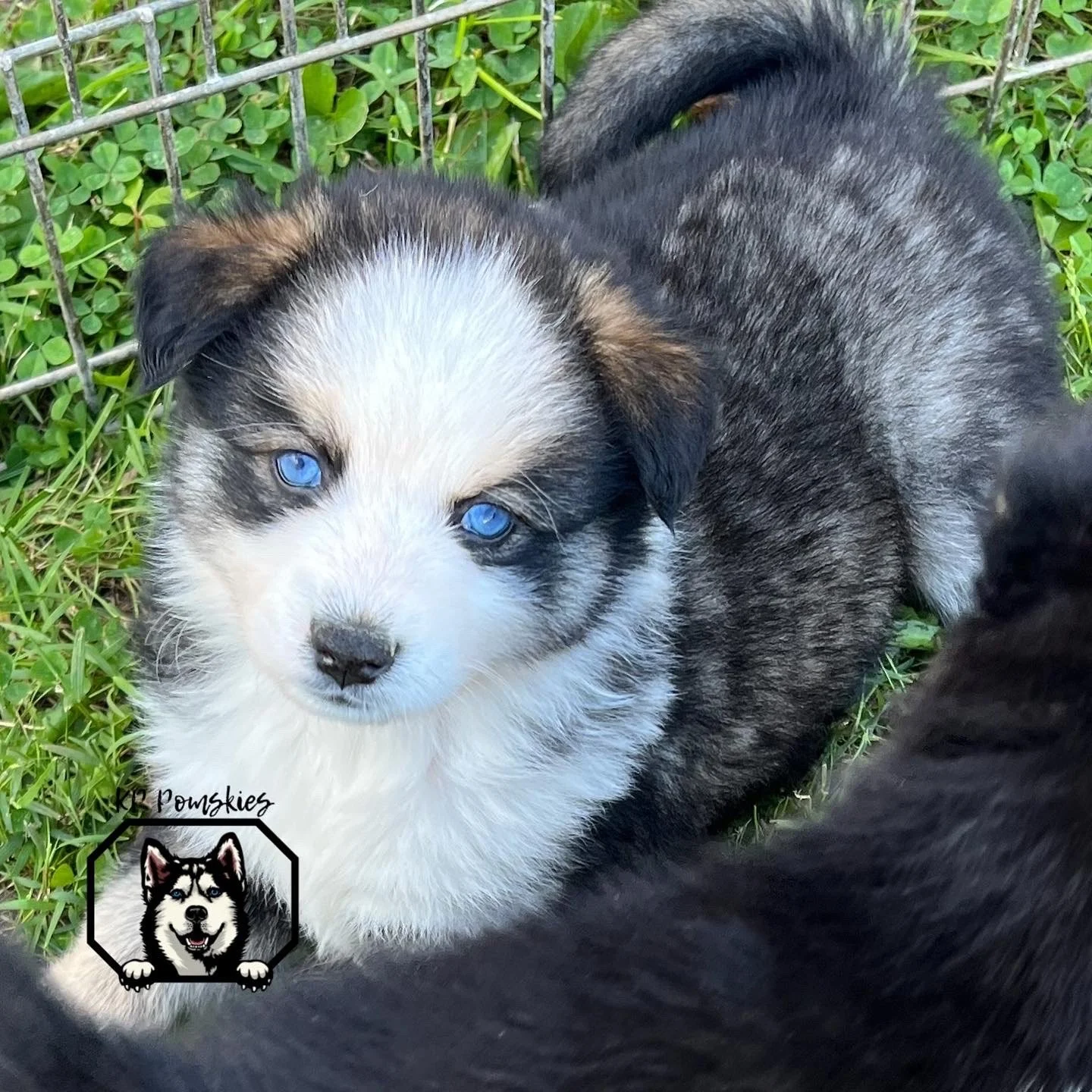 Blue Eyed Pomsky