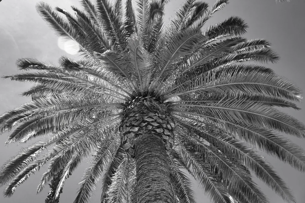 Isiah Foster Photography | Capturing Memories in a Snap!