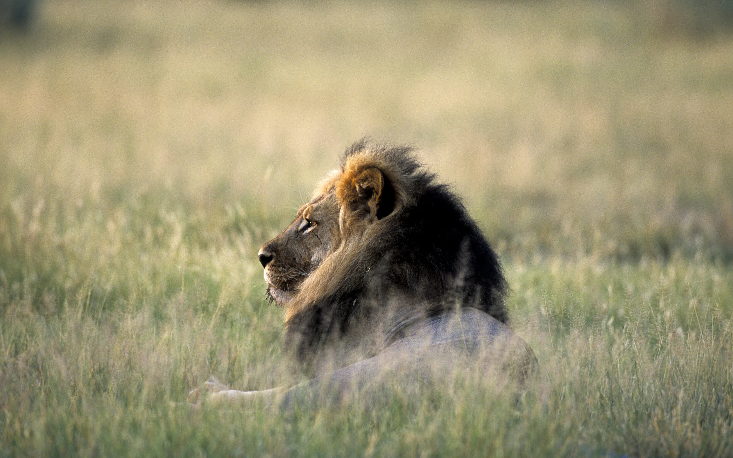 Sustainability at Gondwana — Viatu