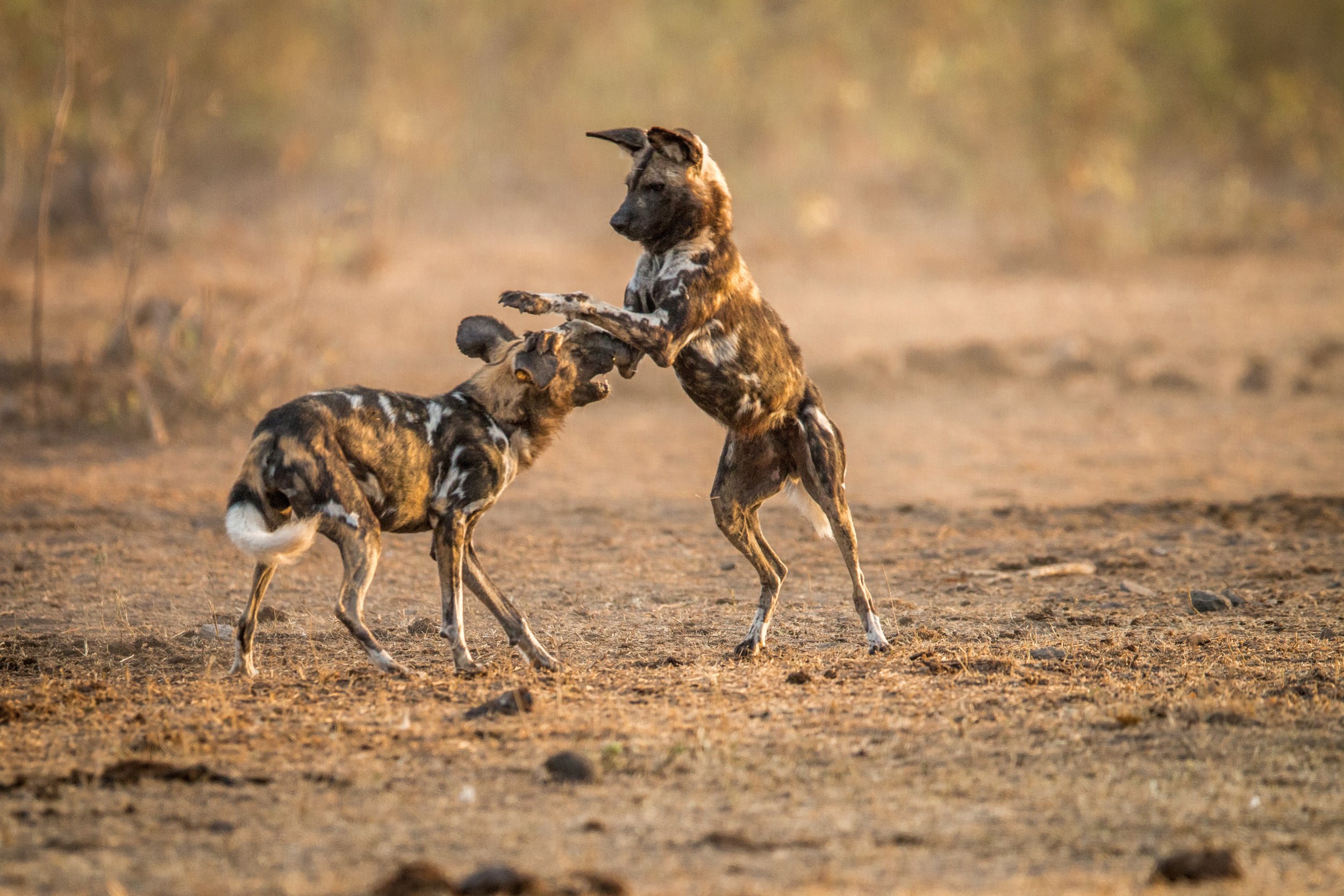 Explained: African Wild Dog vs Hyena — Viatu