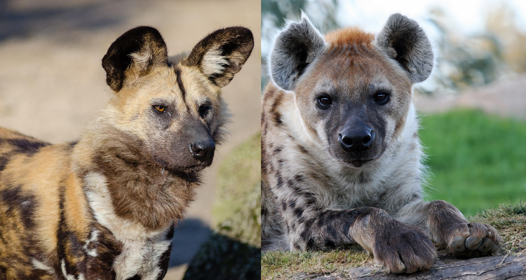 What Is The Difference Between Hyenas And Wild Dogs