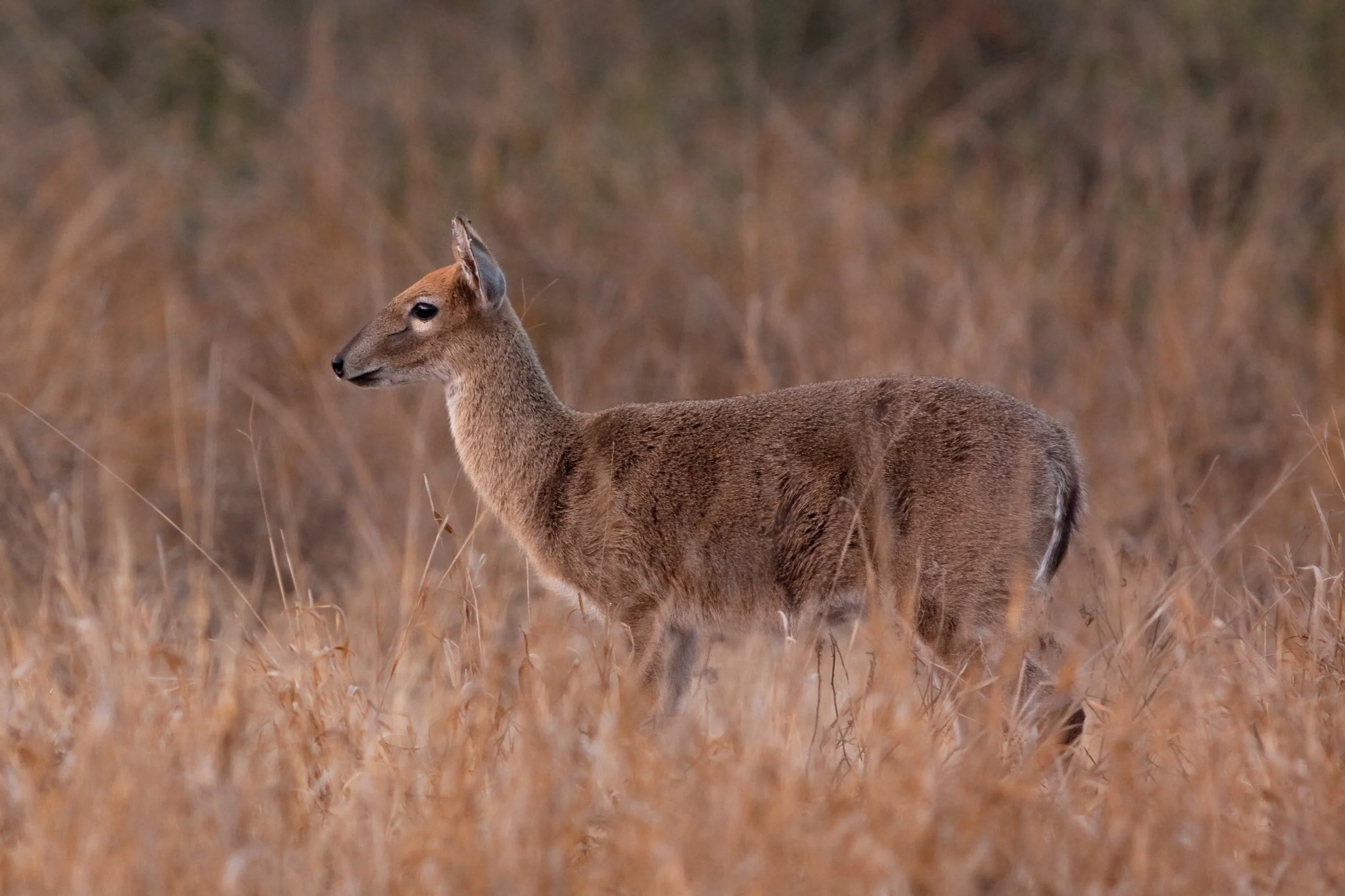 A Complete Guide to Kruger National Park — Viatu