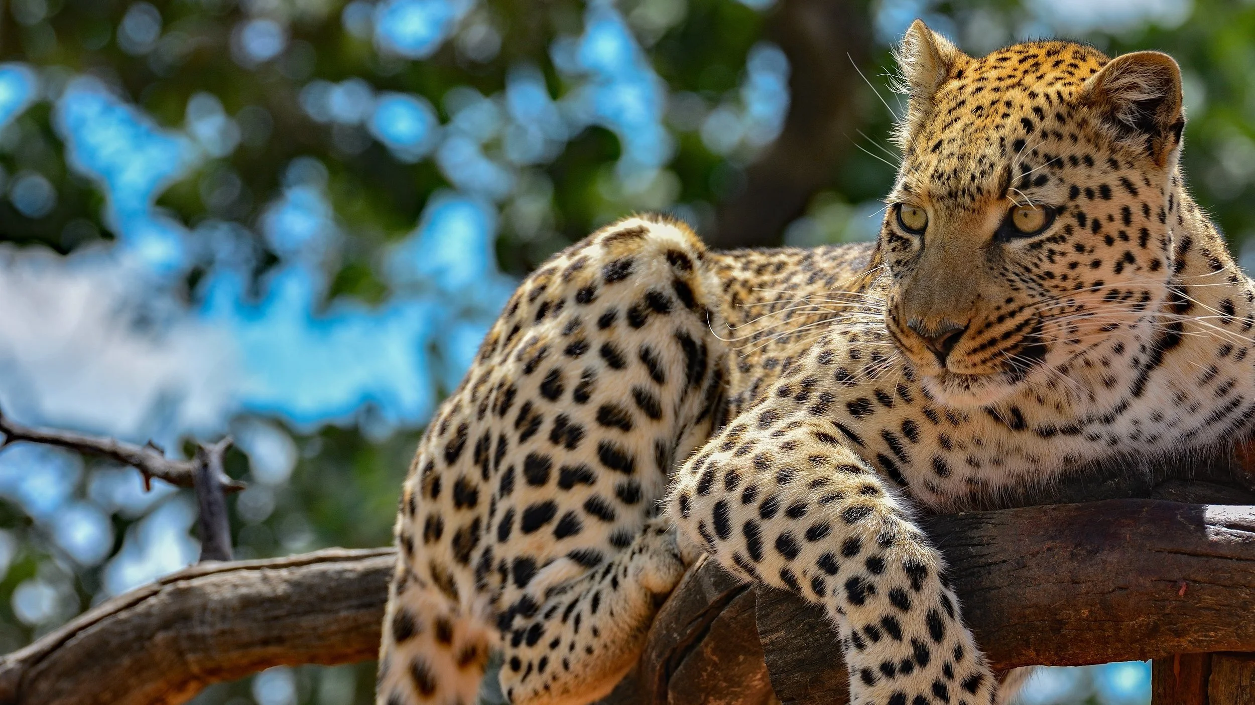What’s the Difference Between a Safari in Botswana and Namibia? — Viatu