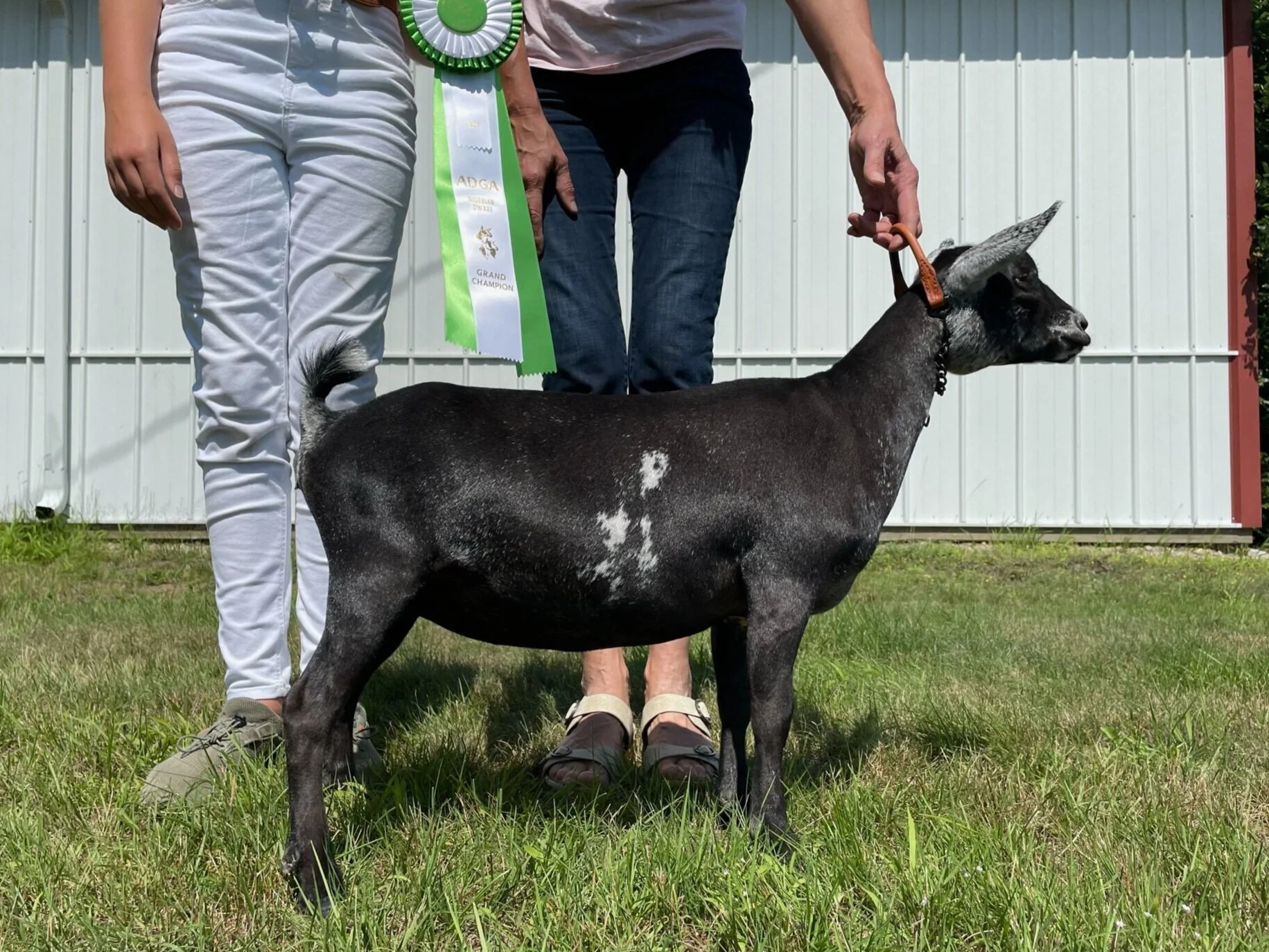 Denbow Acres Gypsy — Haymaker Farm Nigerian Dwarf Goats